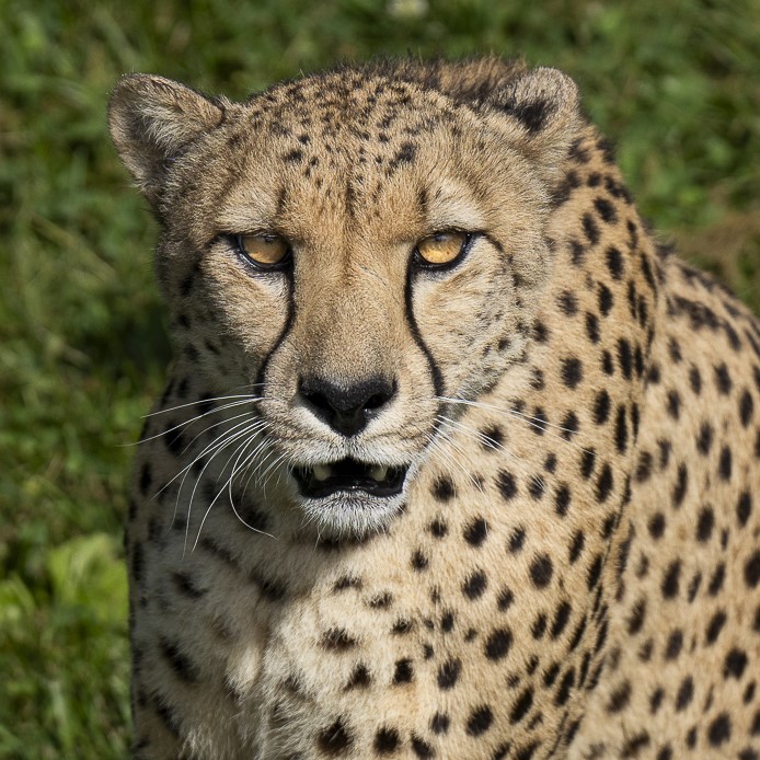 Carnivore Conservation Tour | The Wilds